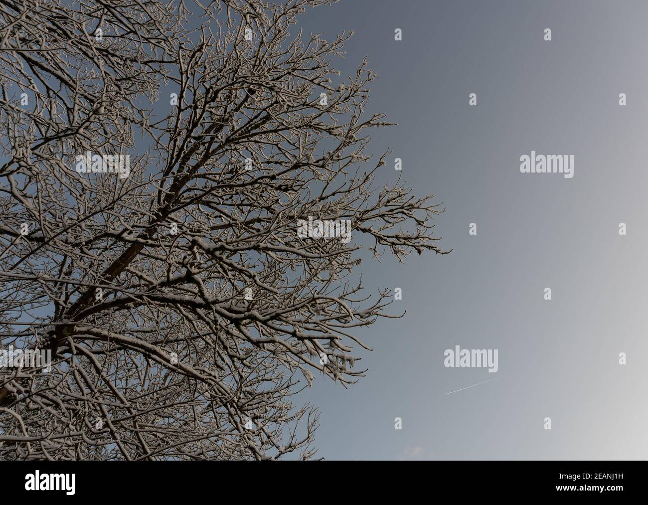 Branches from tree with snow and blue sky Stock Photo - Alamy