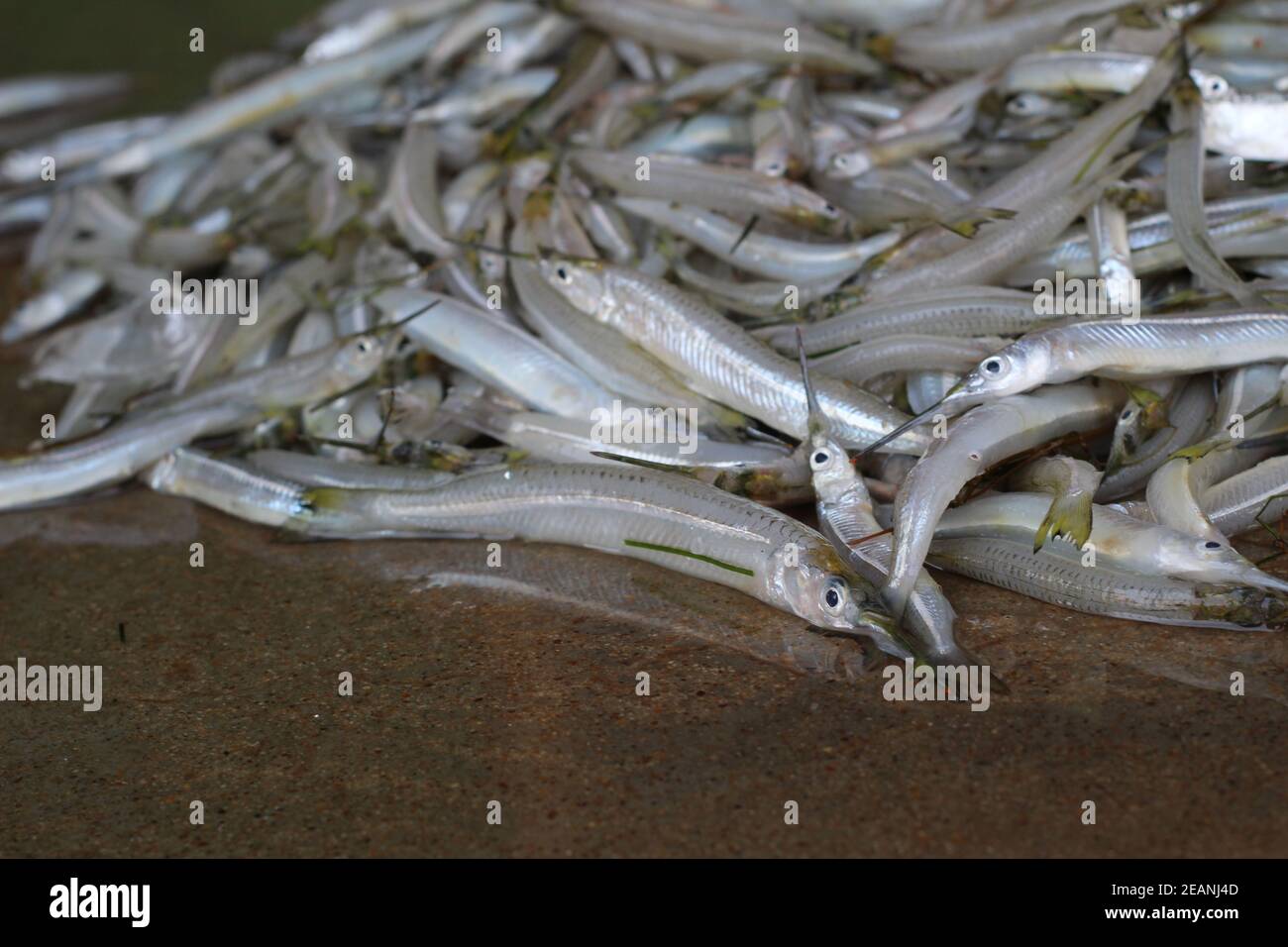 huge bunch of needle fish sale half beak fish sal ein indian fish ...