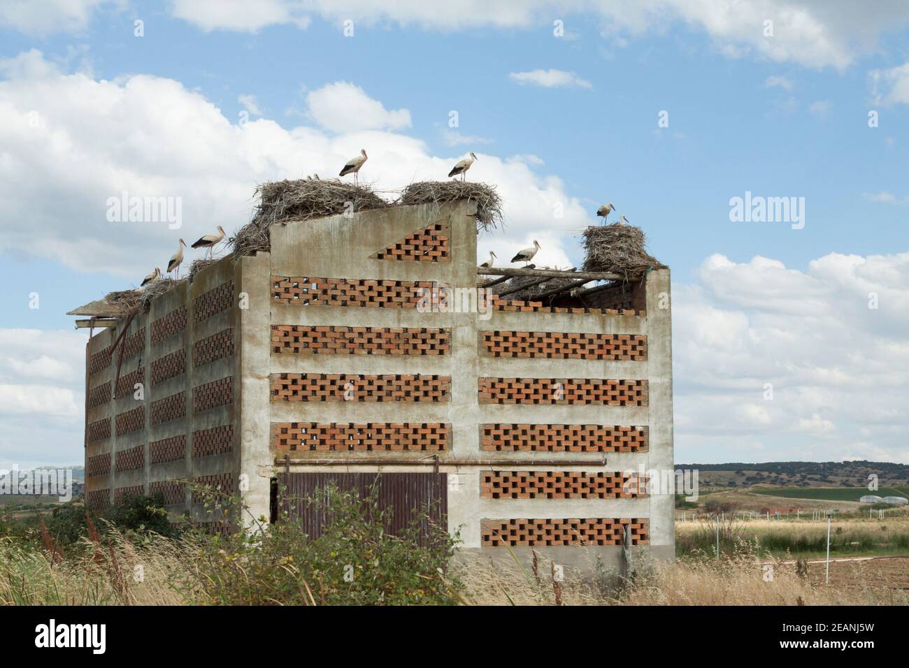an old tobacco dryer colonized by stork nests Stock Photo - Alamy