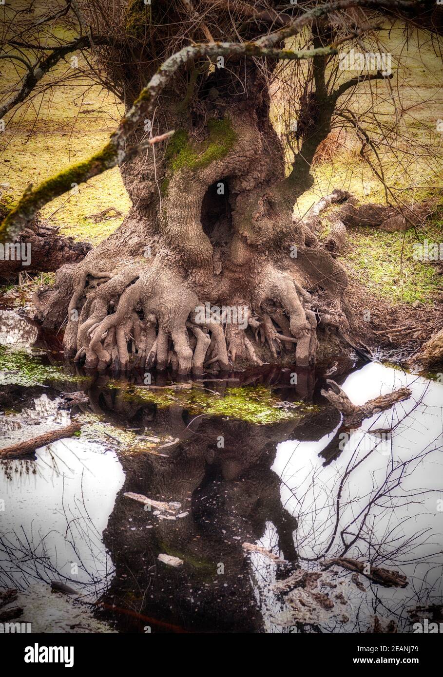 Oak Tree Roots Above Ground