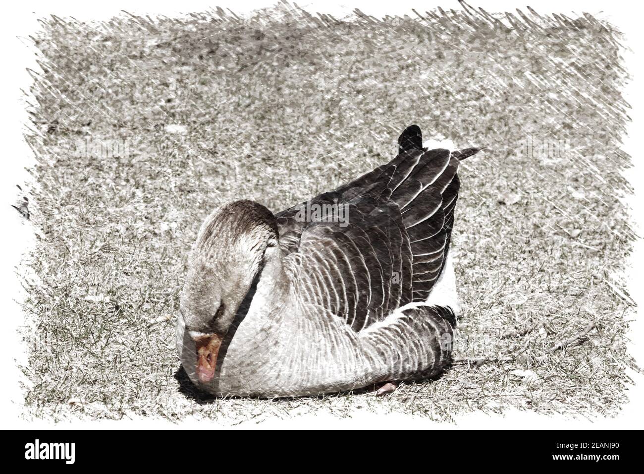 Sleeping Goose by the lake black and white Stock Photo - Alamy