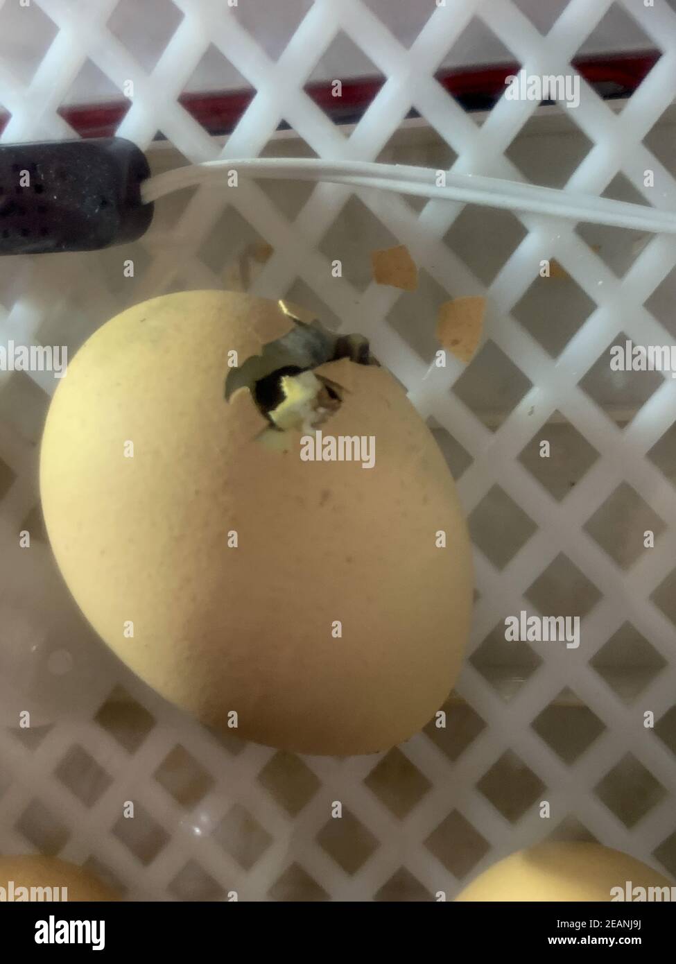 Duckling Hatch High Resolution Stock Photography and Images - Alamy