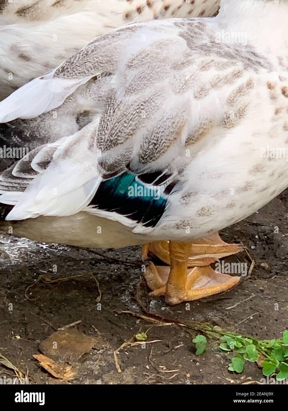 Call ducks hi-res stock photography and images - Alamy