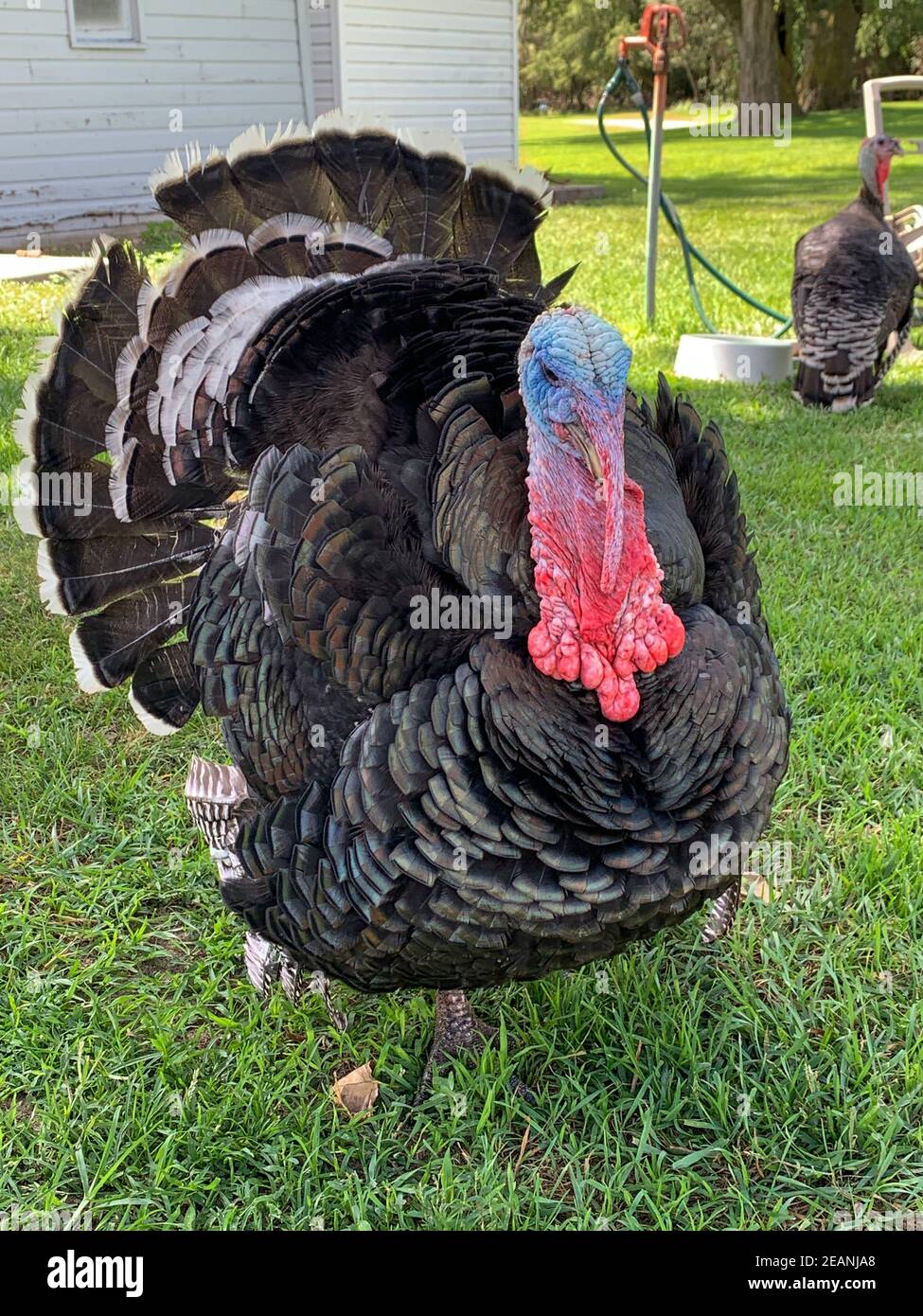 Merriam wild turkey in Nebraska farm backyard Stock Photo - Alamy