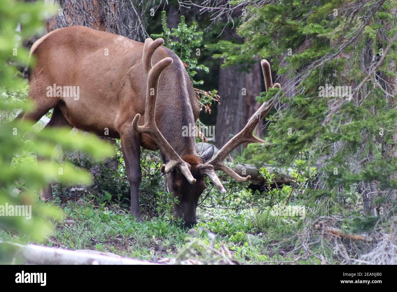 Colorado Rocky mountain Elk in the velvet Stock Photo - Alamy