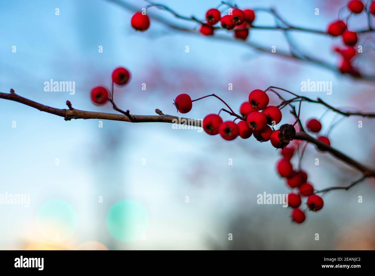 Closeup branch tree flower hi-res stock photography and images - Alamy