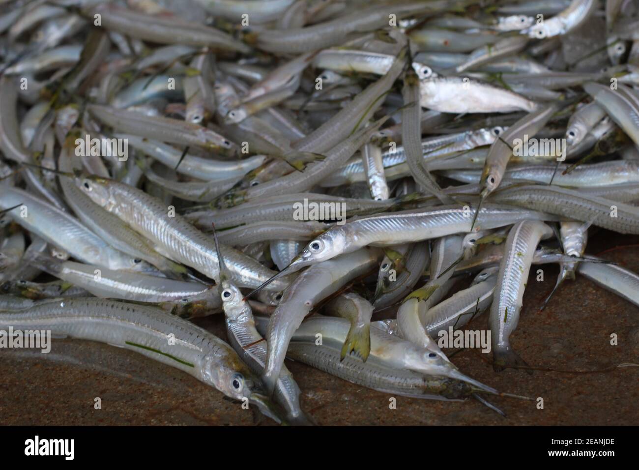 huge bunch of needle fish sale half beak fish sal ein indian fish ...