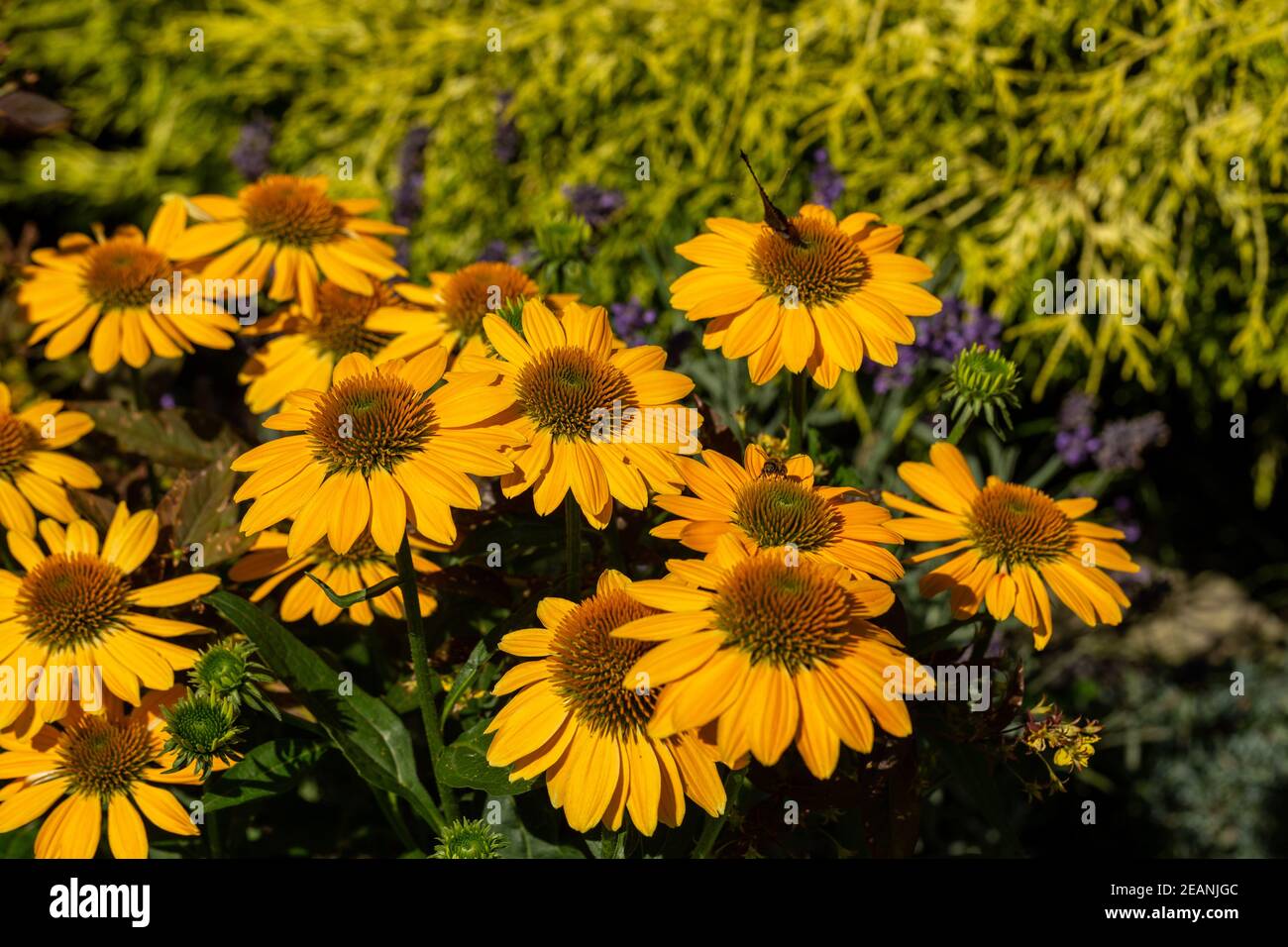 Rudbekia Yellow Daisy flowers in ornamental garden Stock Photo - Alamy