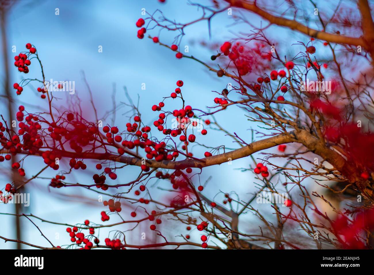 Small berry tree hi-res stock photography and images - Alamy