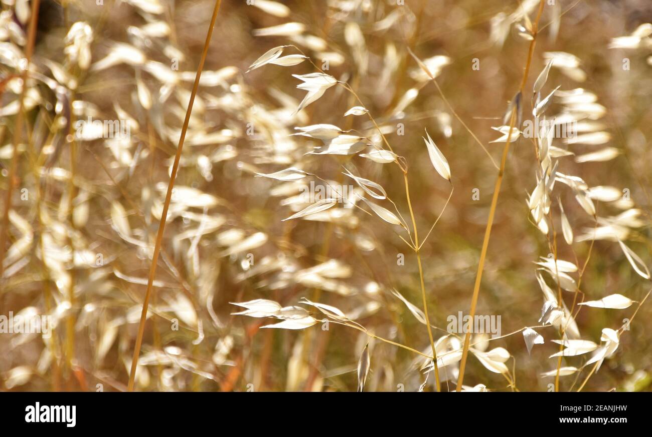 golden dry grass Stock Photo - Alamy