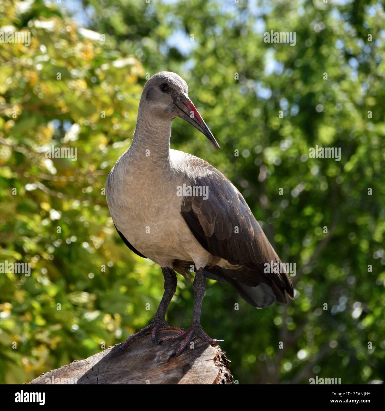 Hadeda ibis hi-res stock photography and images - Alamy
