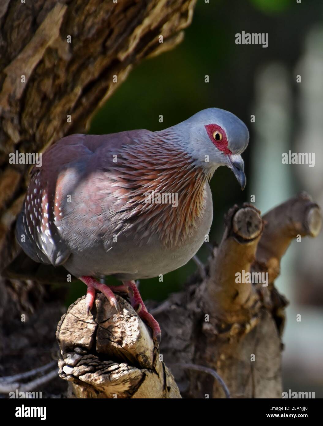 Large pigeon hi-res stock photography and images - Alamy