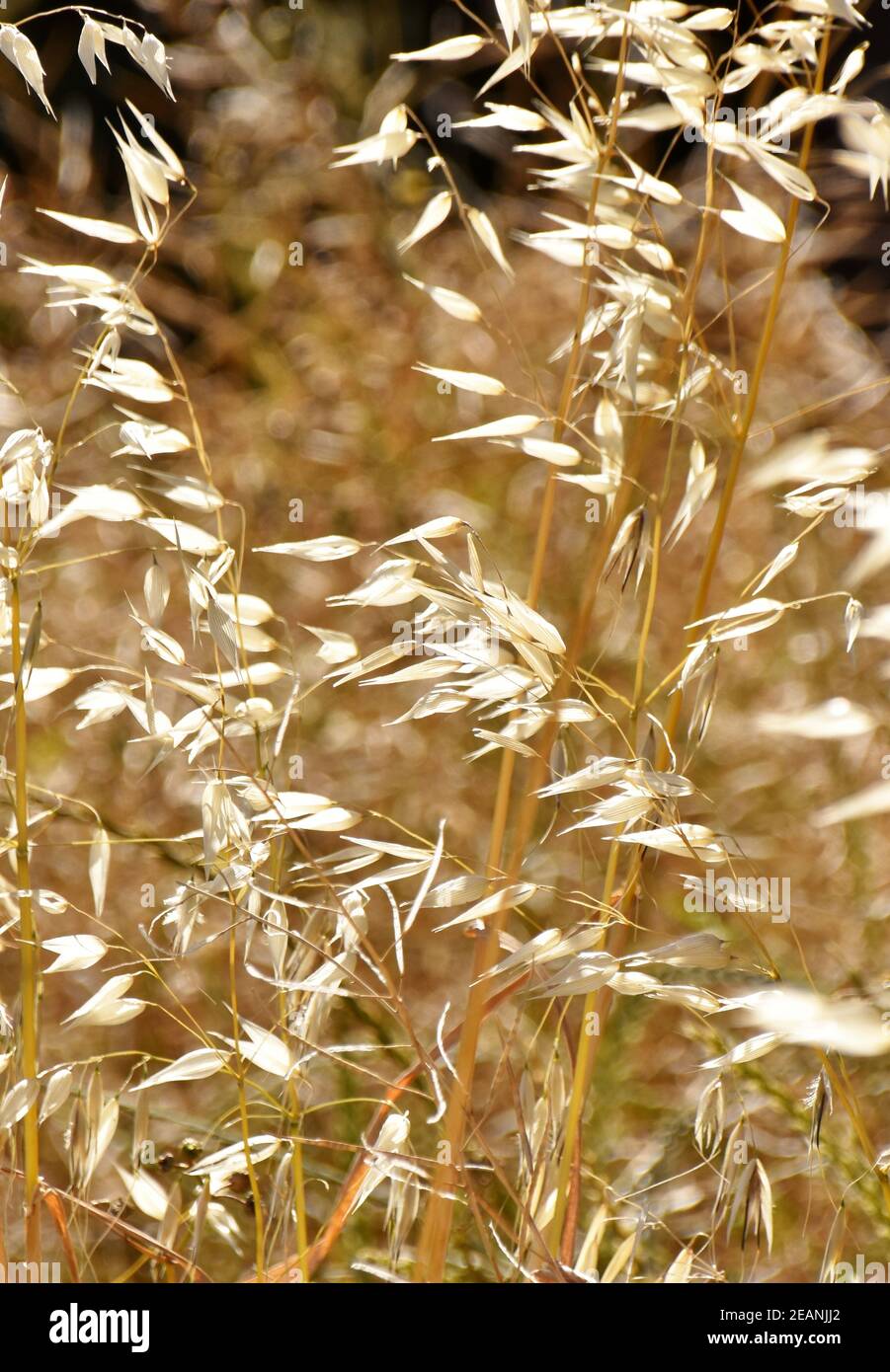 Golden dry grass hi-res stock photography and images - Alamy