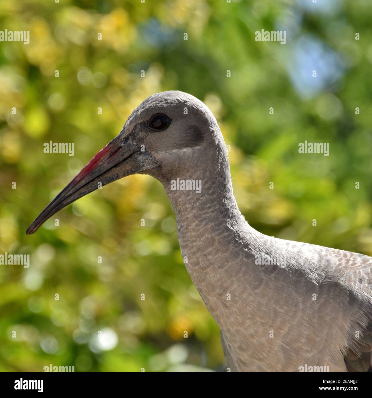 Hadeda ibis hi-res stock photography and images - Alamy