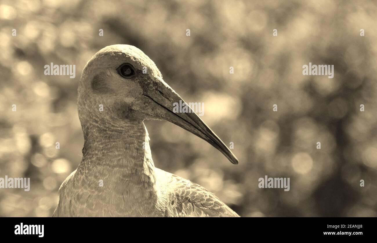 Hadeda Ibis Portrait Stock Photo - Alamy