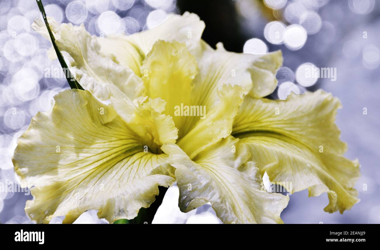 Close up of a beautiful Iris in sunshine Stock Photo - Alamy