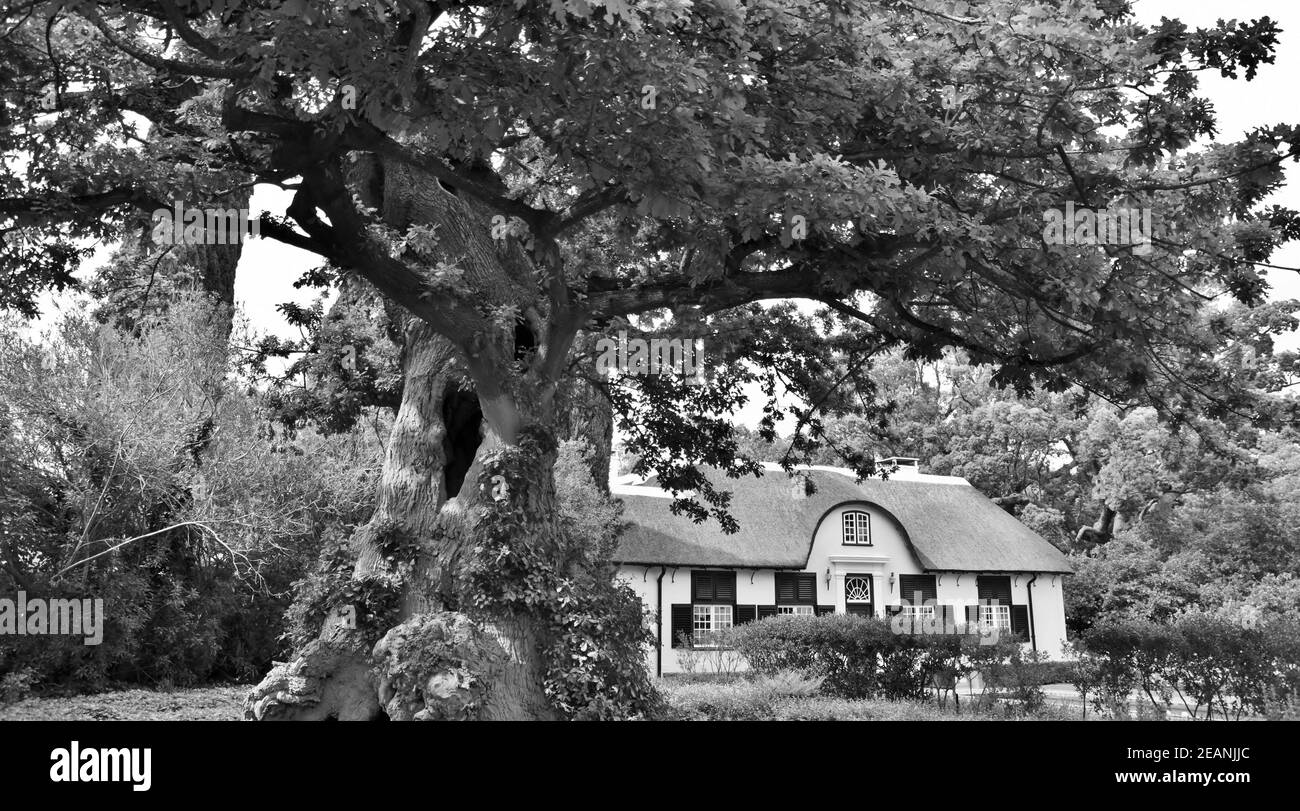 Close up of an big old oak tree and a Cape Dutch House Stock Photo - Alamy