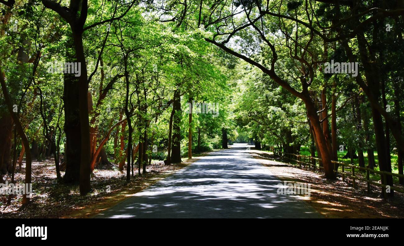 Lined by trees hi-res stock photography and images - Alamy