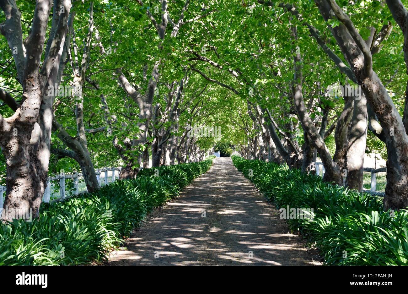 driveway lined with trees Stock Photo - Alamy