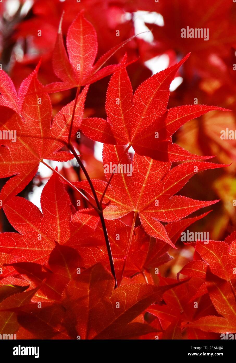 Beautiful red maple hi-res stock photography and images - Alamy