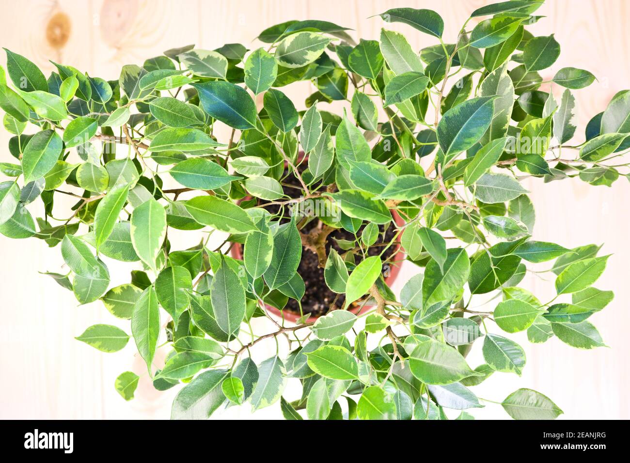 Indoor plant Ficus Benjamin, top view. Soft selective focus. Indoor ...