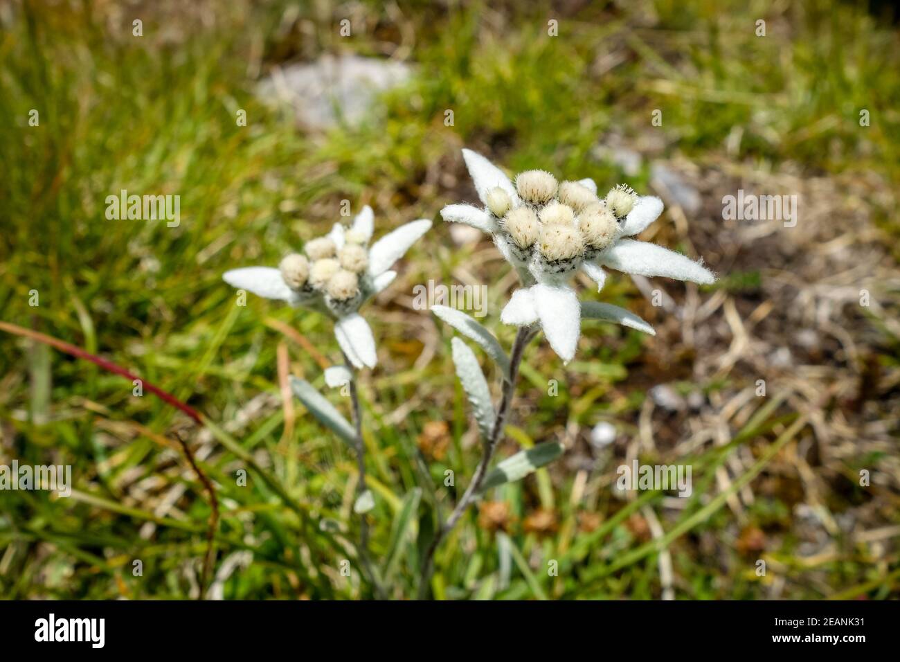 Savoy edelweiss hi-res stock photography and images - Alamy