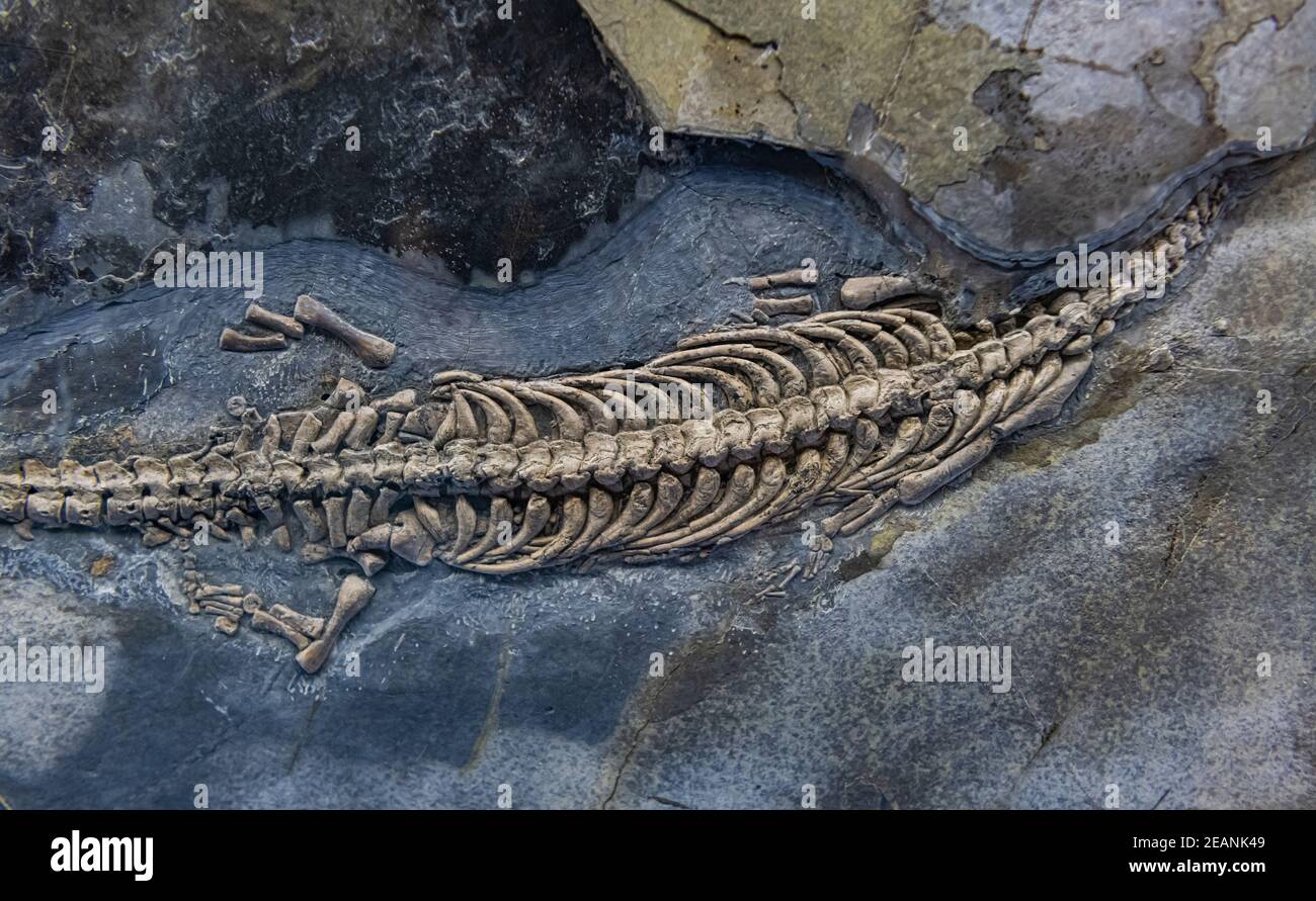 Fossils on display, Museum of Fossils from Meride, UNESCO World ...