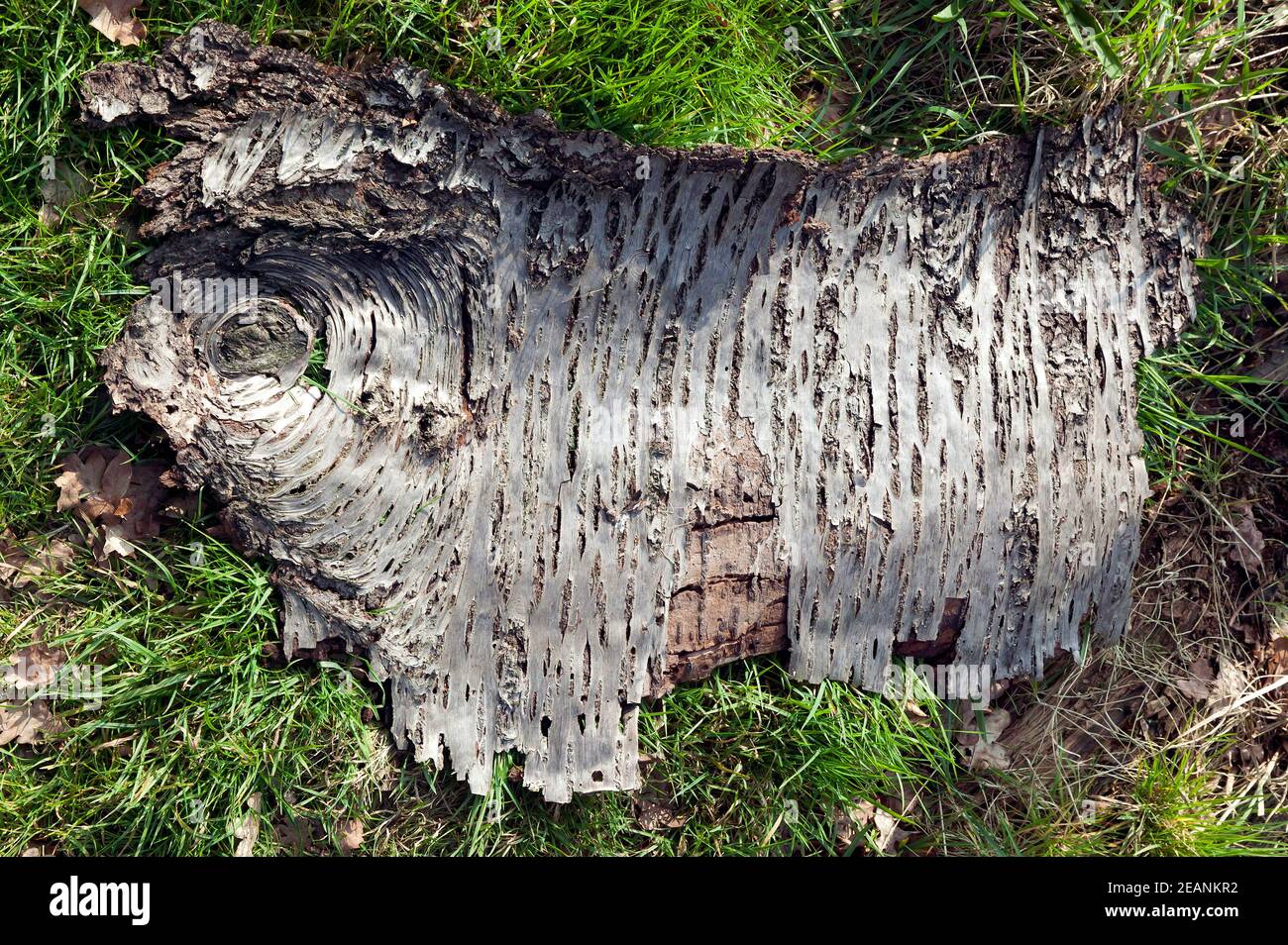 Decaying Tree Bark laying flat on some grass, in Beckenham Palace Park ...