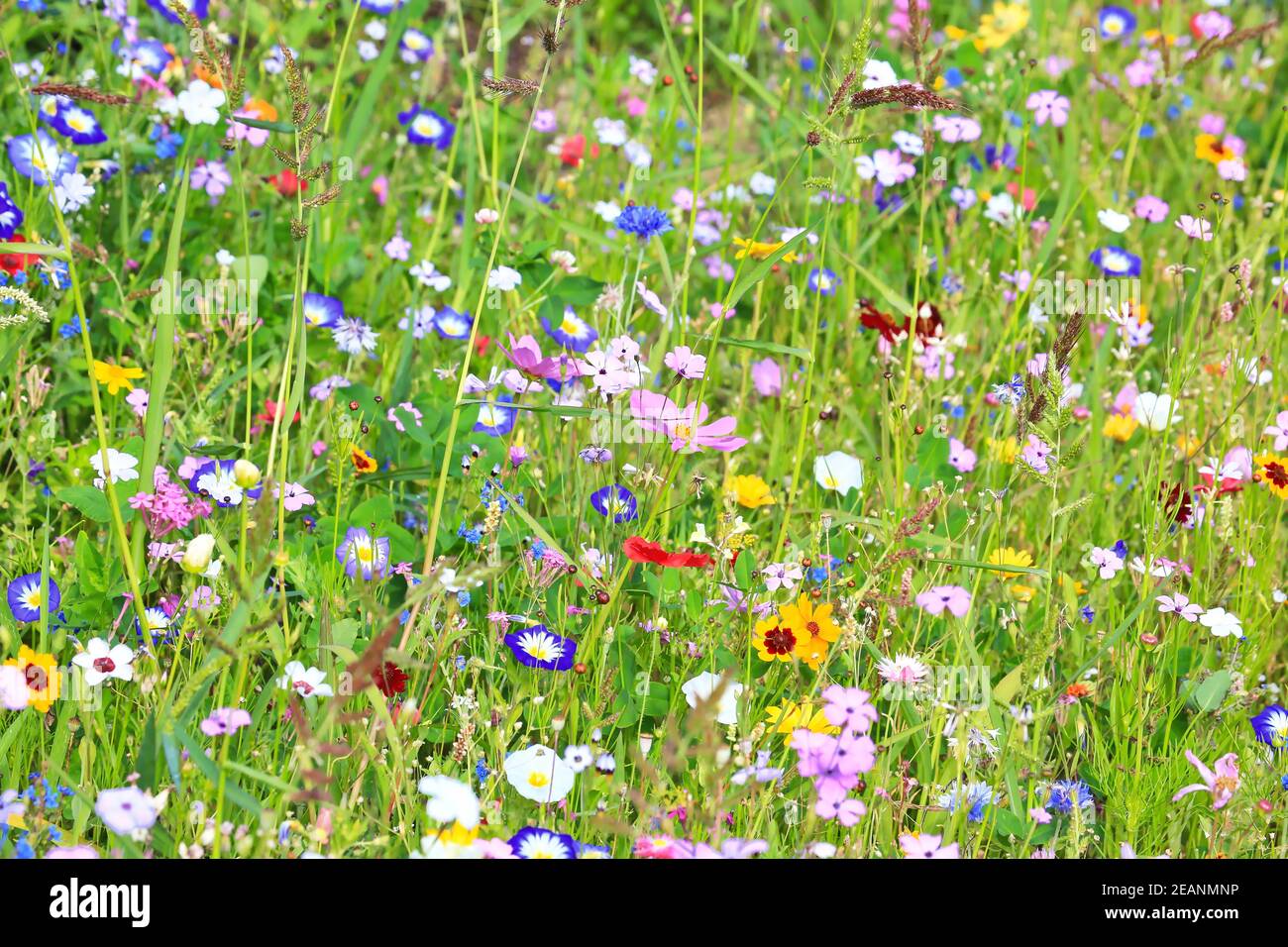 Primary blossom hi-res stock photography and images - Alamy