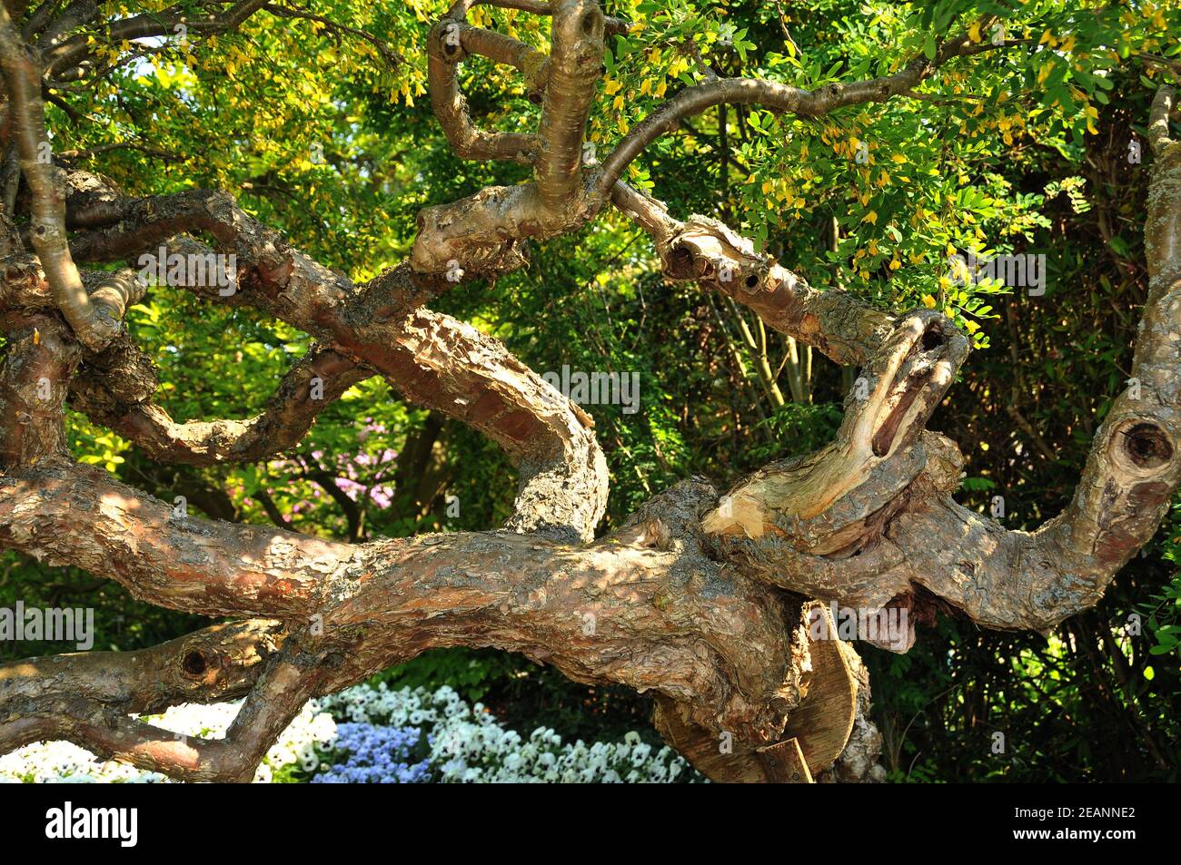Gnarled tree branch hi-res stock photography and images - Alamy