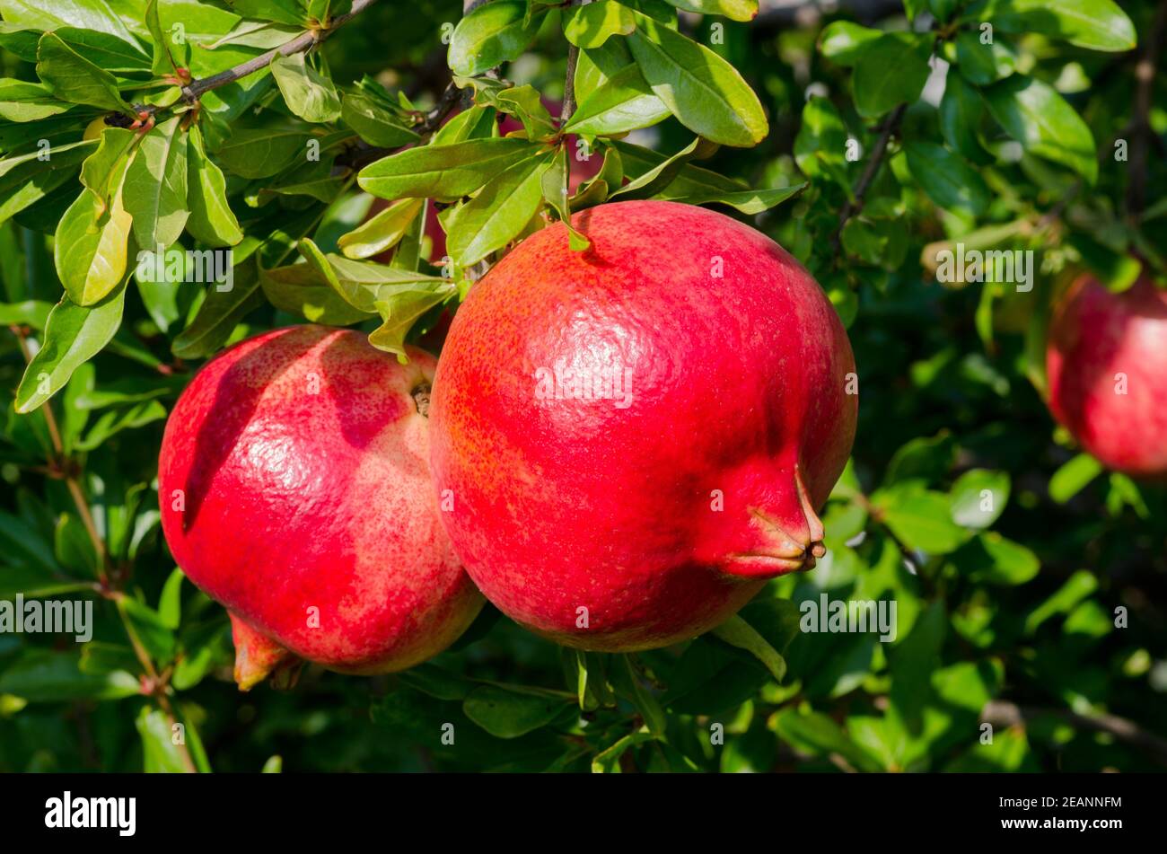 Melograno hi-res stock photography and images - Alamy