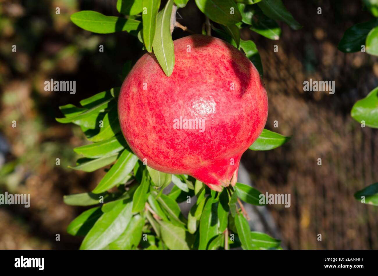 Melograno hi-res stock photography and images - Alamy
