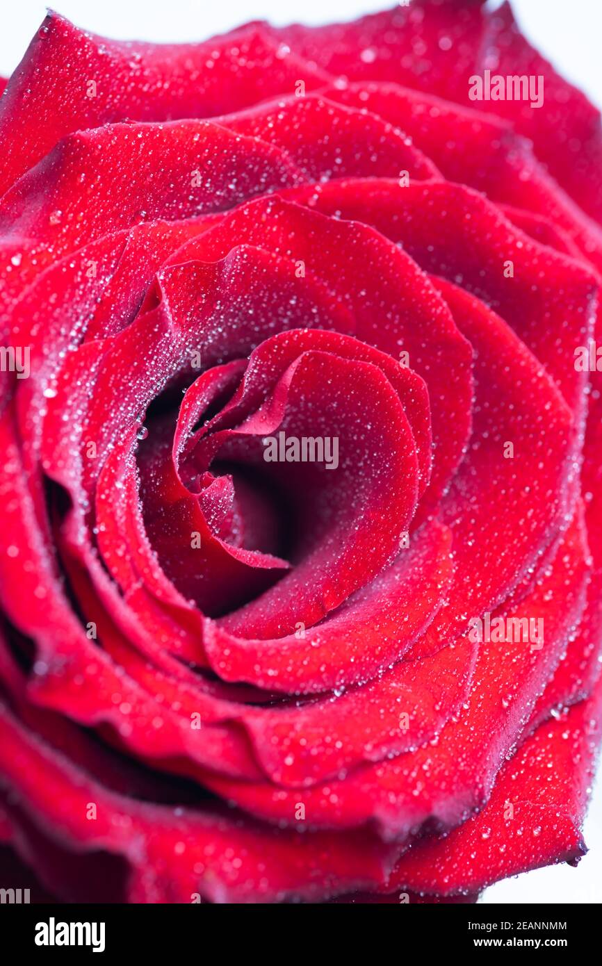 Fresh roses hi-res stock photography and images - Alamy