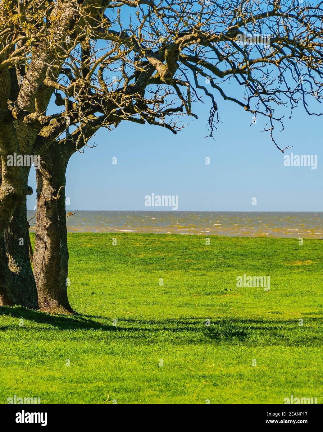Leaveless Tree at Waterfront Park Stock Photo - Alamy