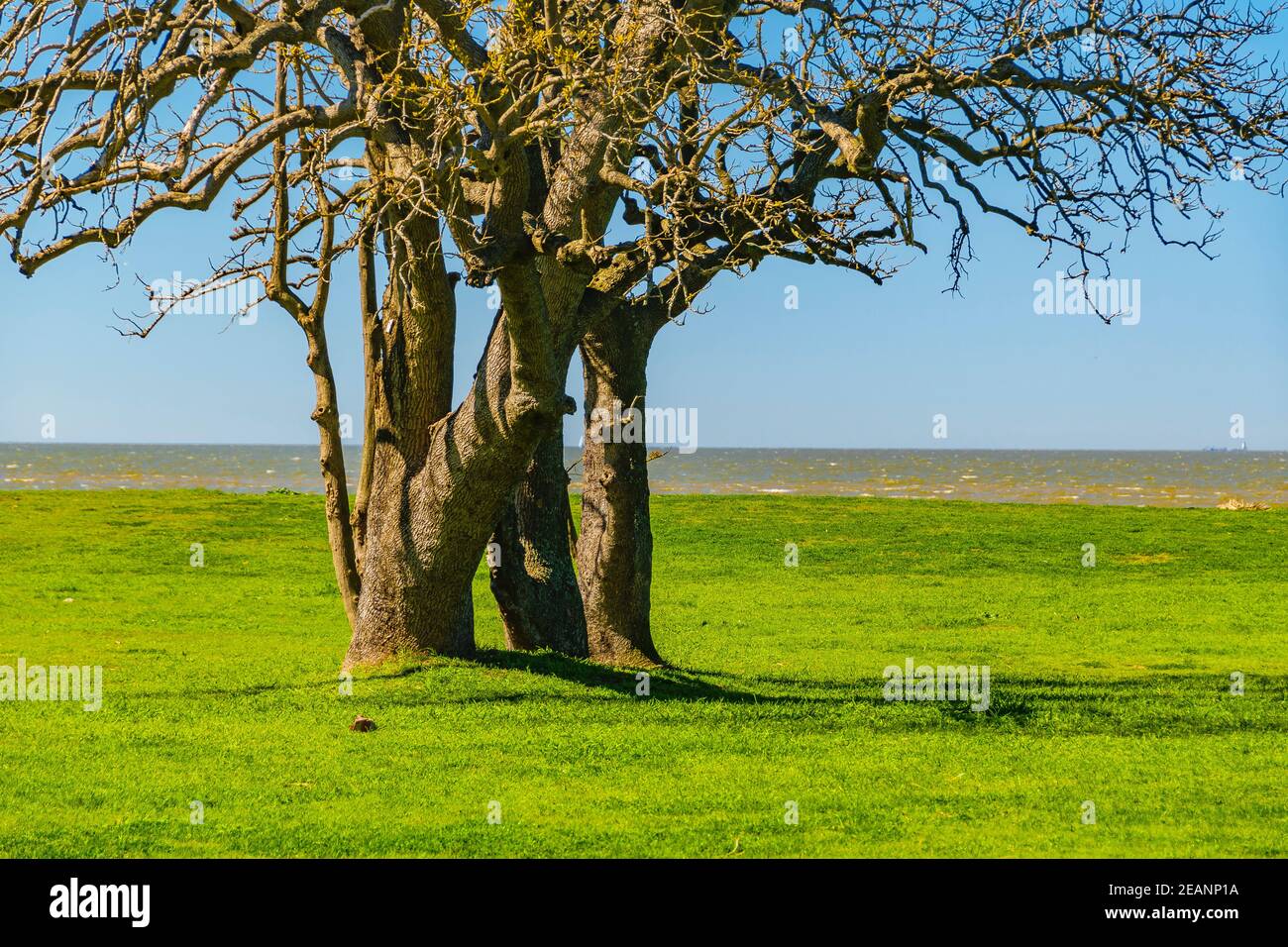 Leaveless Tree at Waterfront Park Stock Photo - Alamy