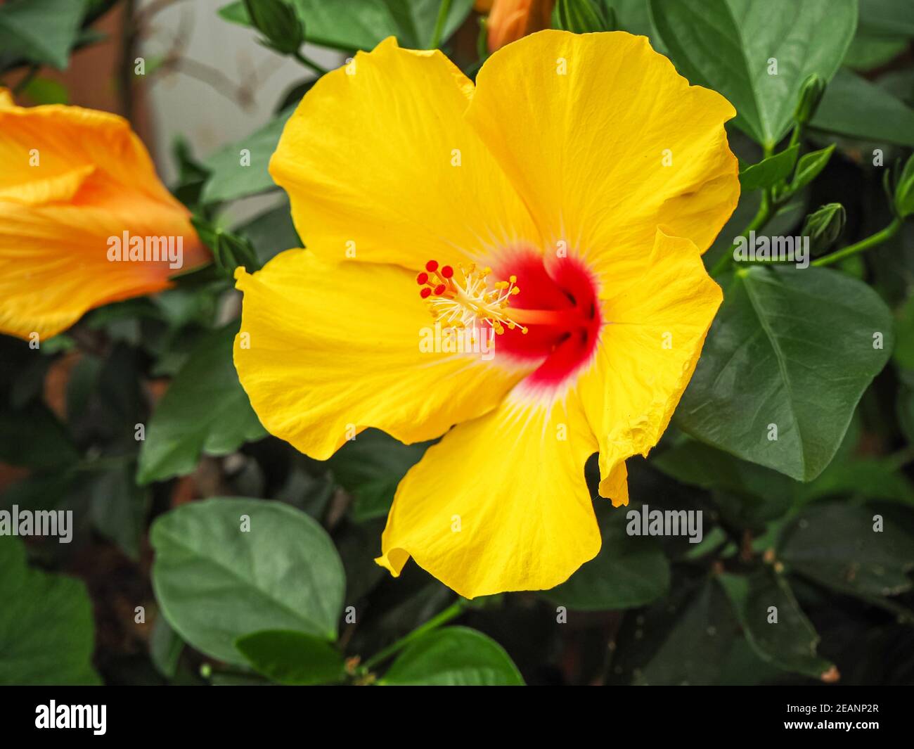 Large yellow bloom hi-res stock photography and images - Alamy