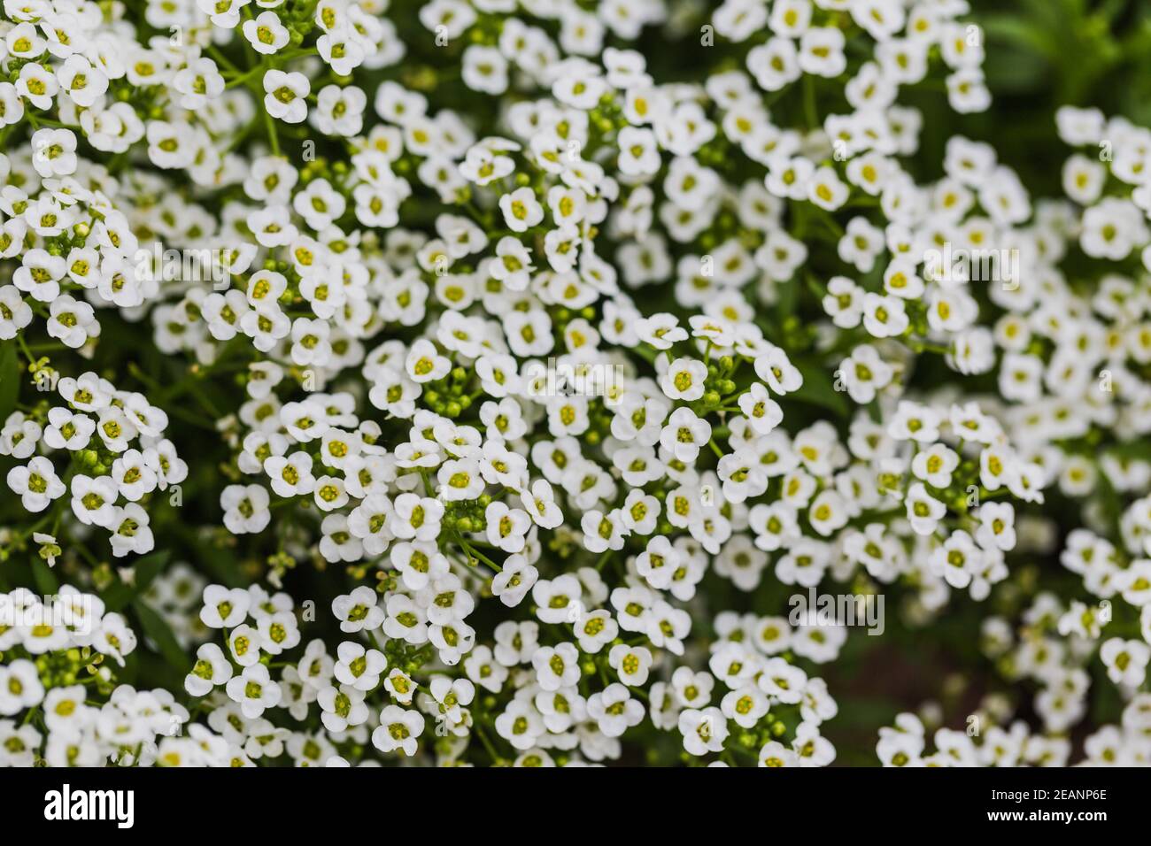 white cute flowers background. lovely white flowers in the garden Stock ...