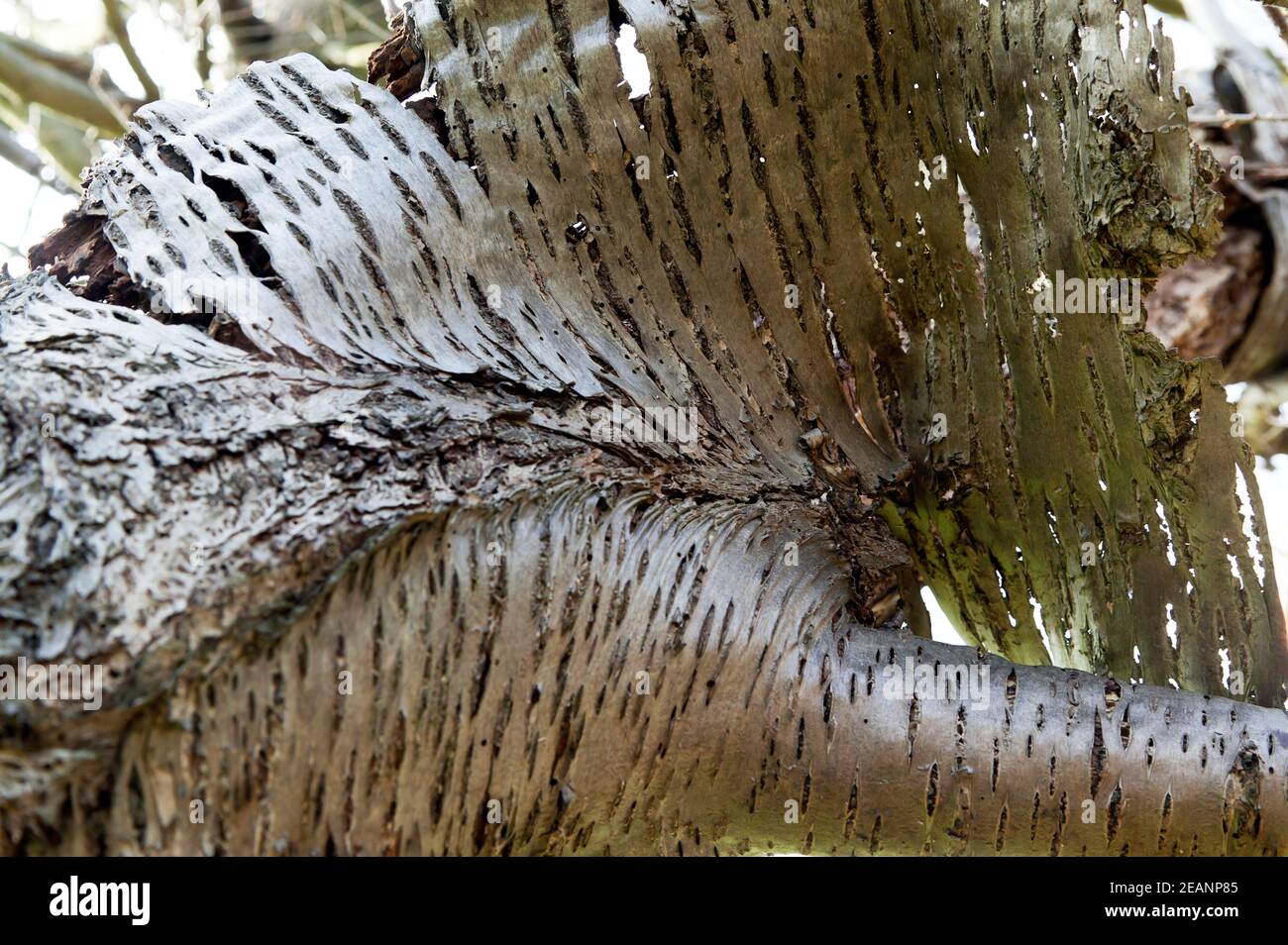 Decay textures patterns hi-res stock photography and images - Alamy