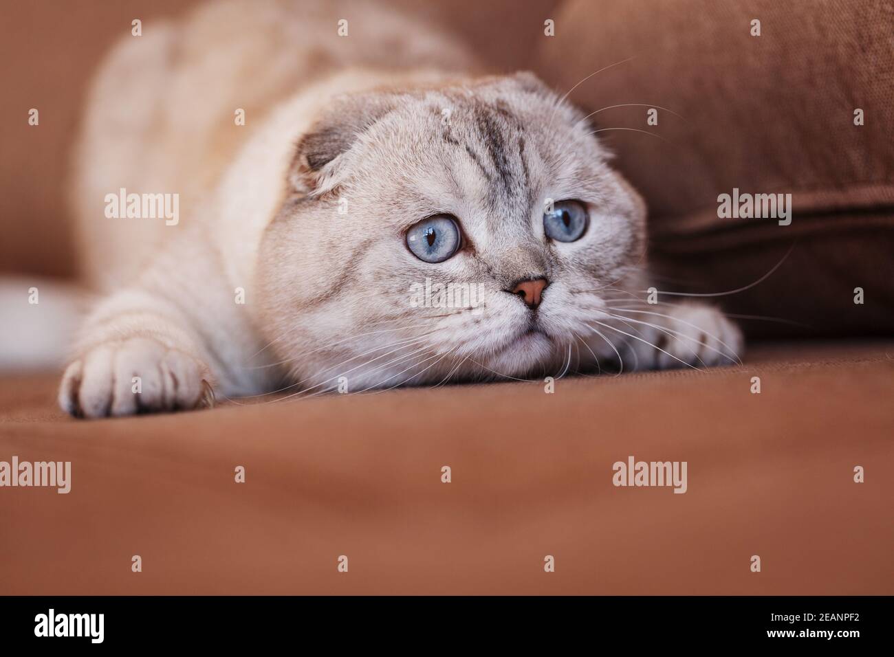 Charming female gender of Scottish breed in animal husbandry. Cute cat ...