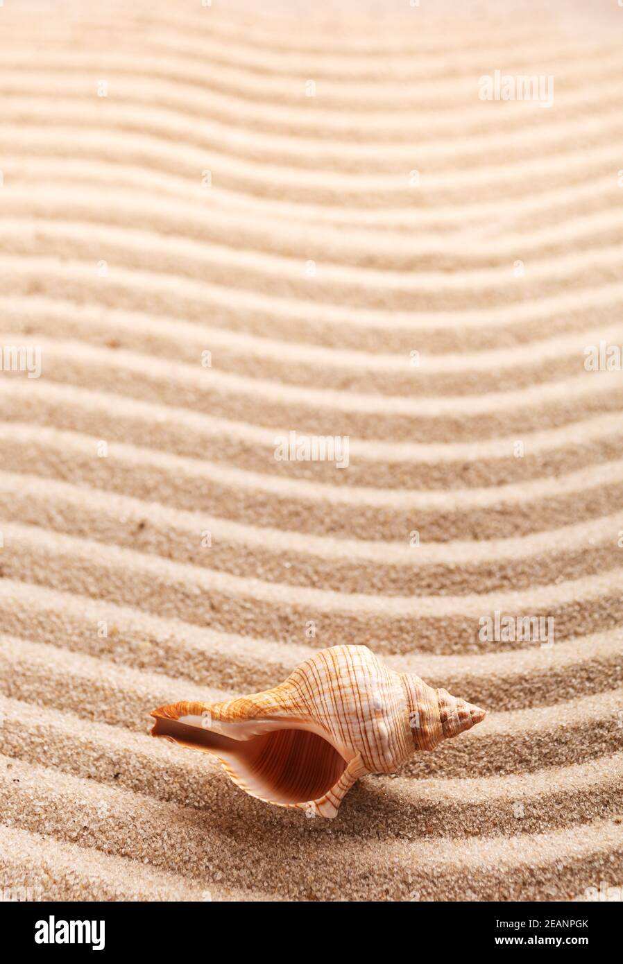 Big beautiful sea shell on brown sand. Sea life, vacation and souvenir ...