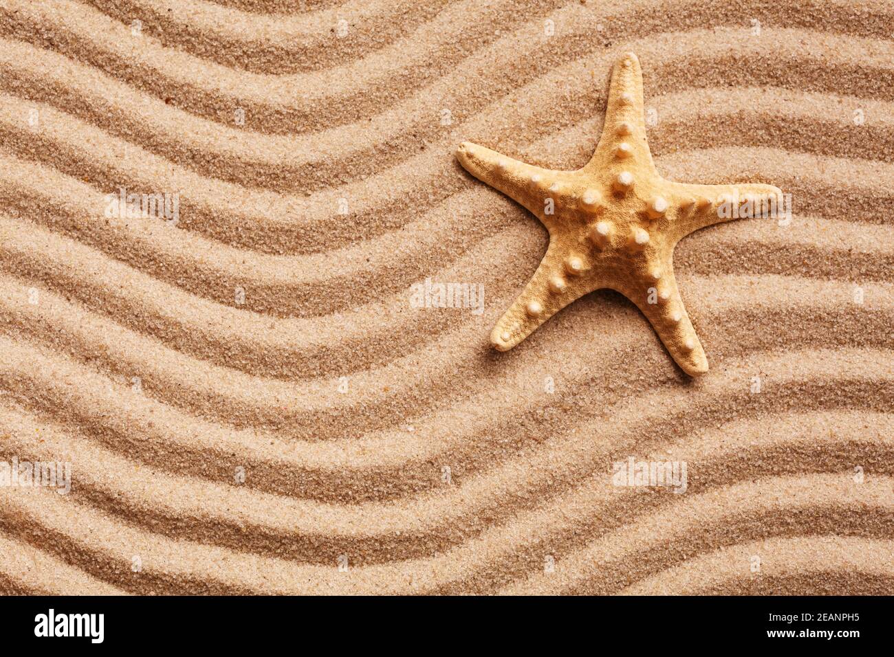Beautiful starfish on sand and warm sun light with copy space. Space ...