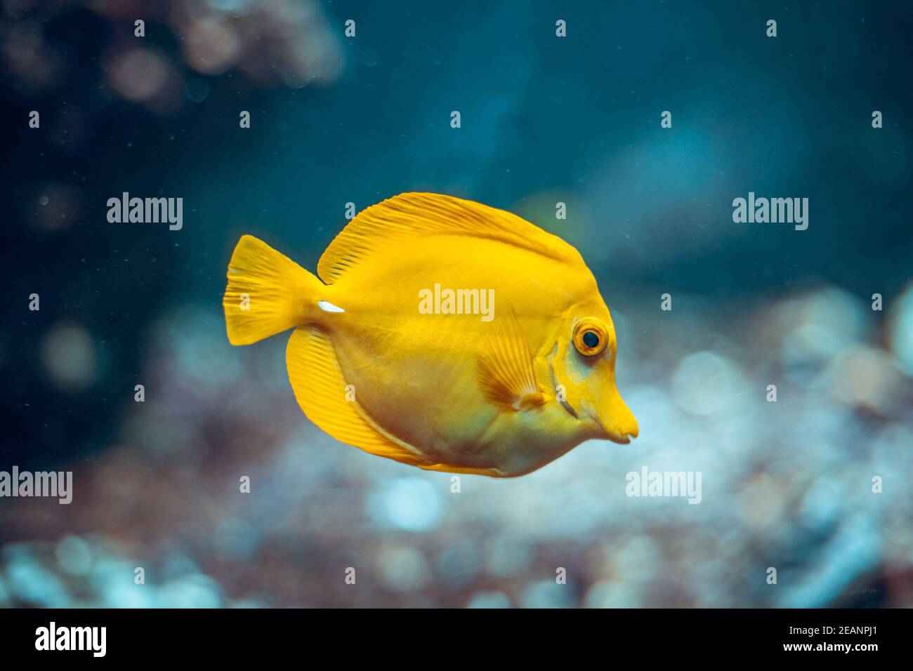 colorful fish in the aquarium at the zoo Stock Photo - Alamy