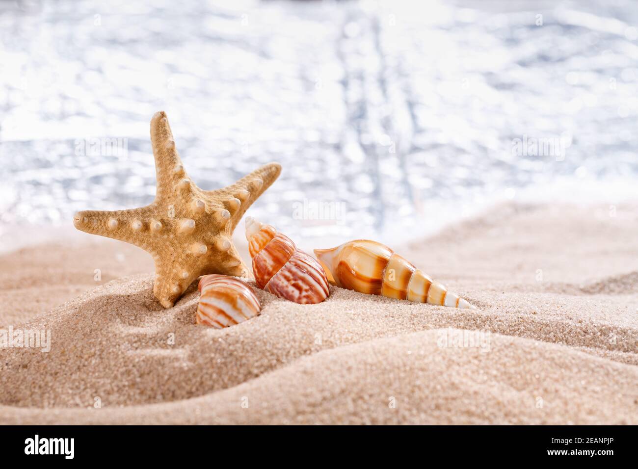 Sea shells and big starfish in the sand at sea. Close up, blurred ...