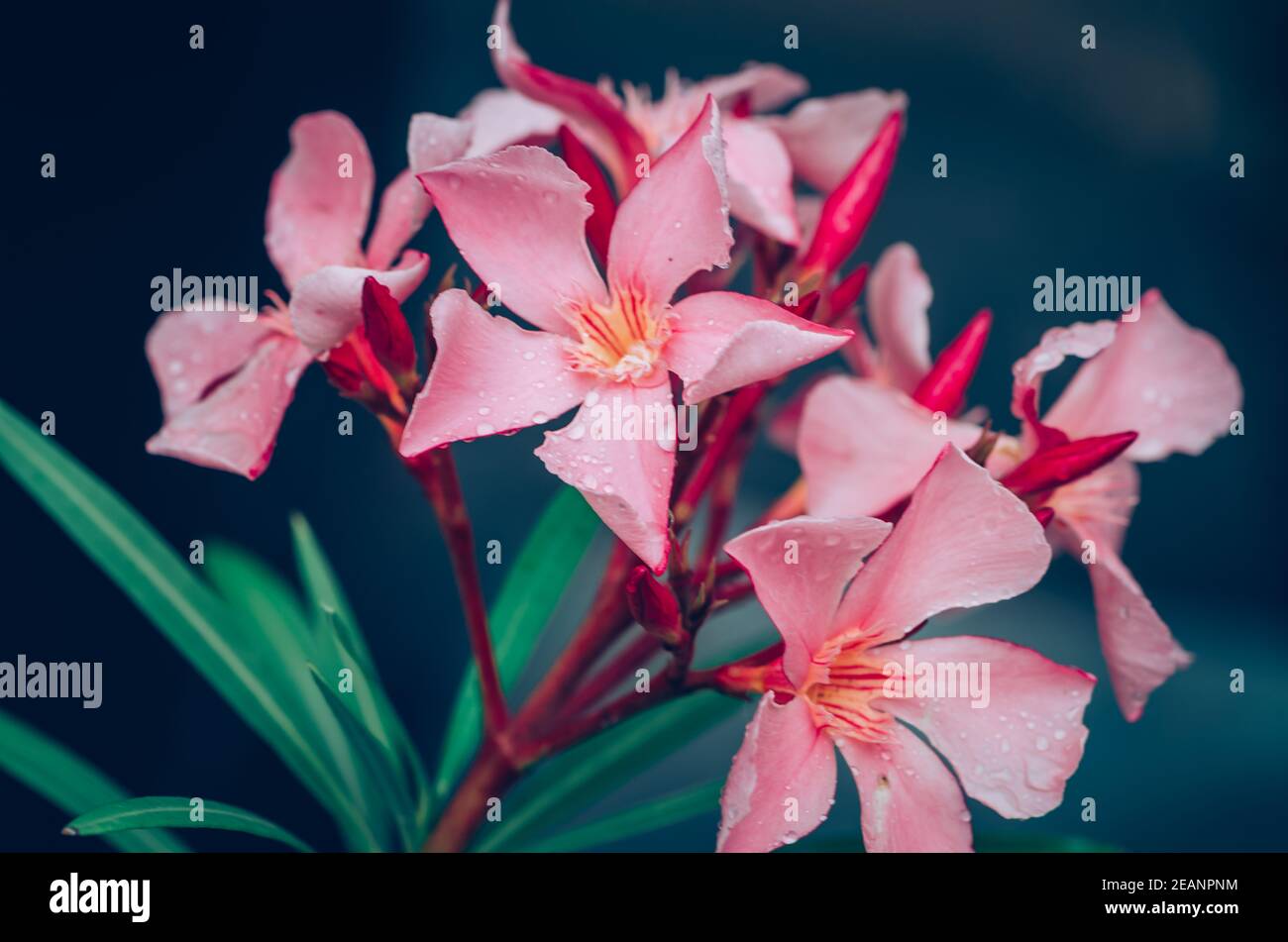 close up of exotic pink orange oleander flower Stock Photo - Alamy