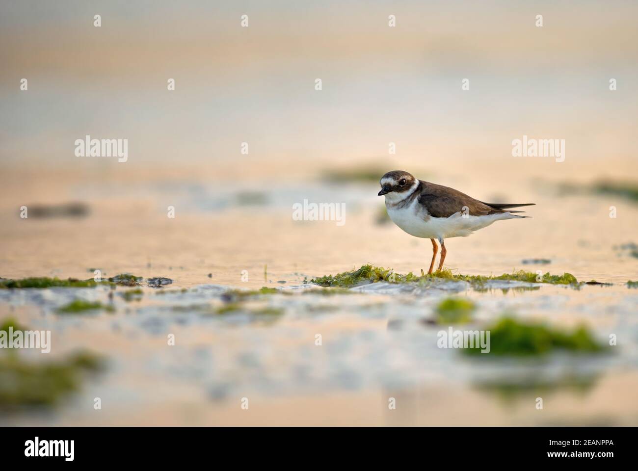 South african black water bird hi-res stock photography and images - Alamy
