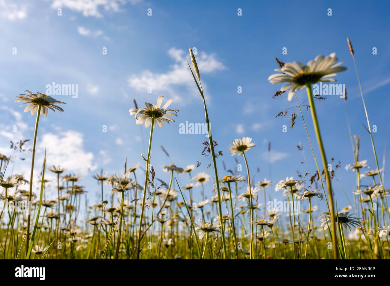 daisy flower field in spring Stock Photo - Alamy