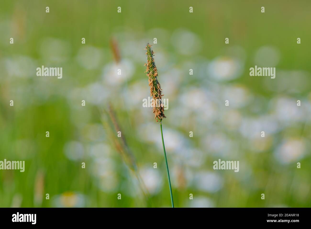 spring grass on summer flowering meadow Stock Photo - Alamy