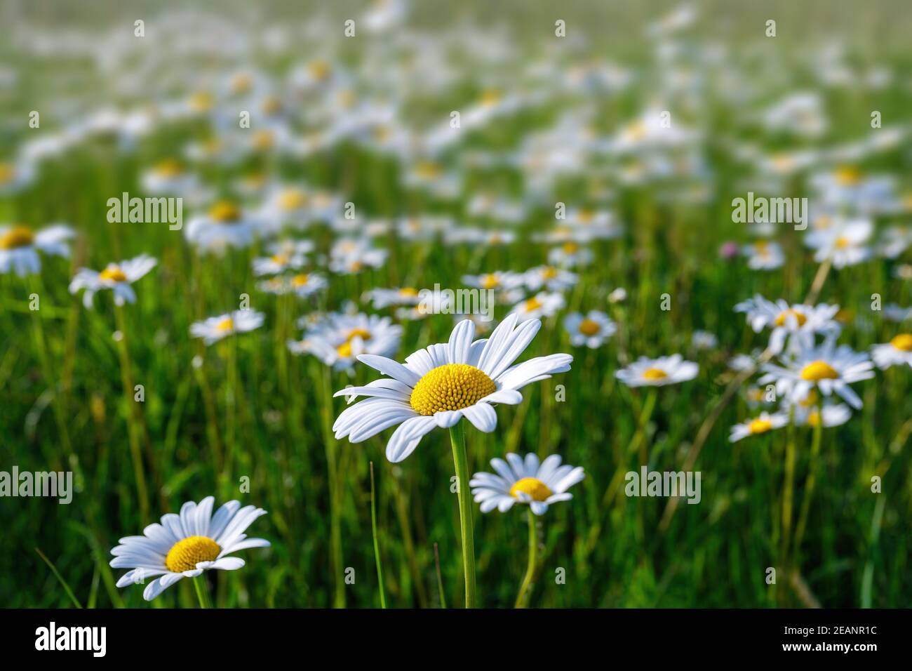 daisy flower field in spring Stock Photo - Alamy