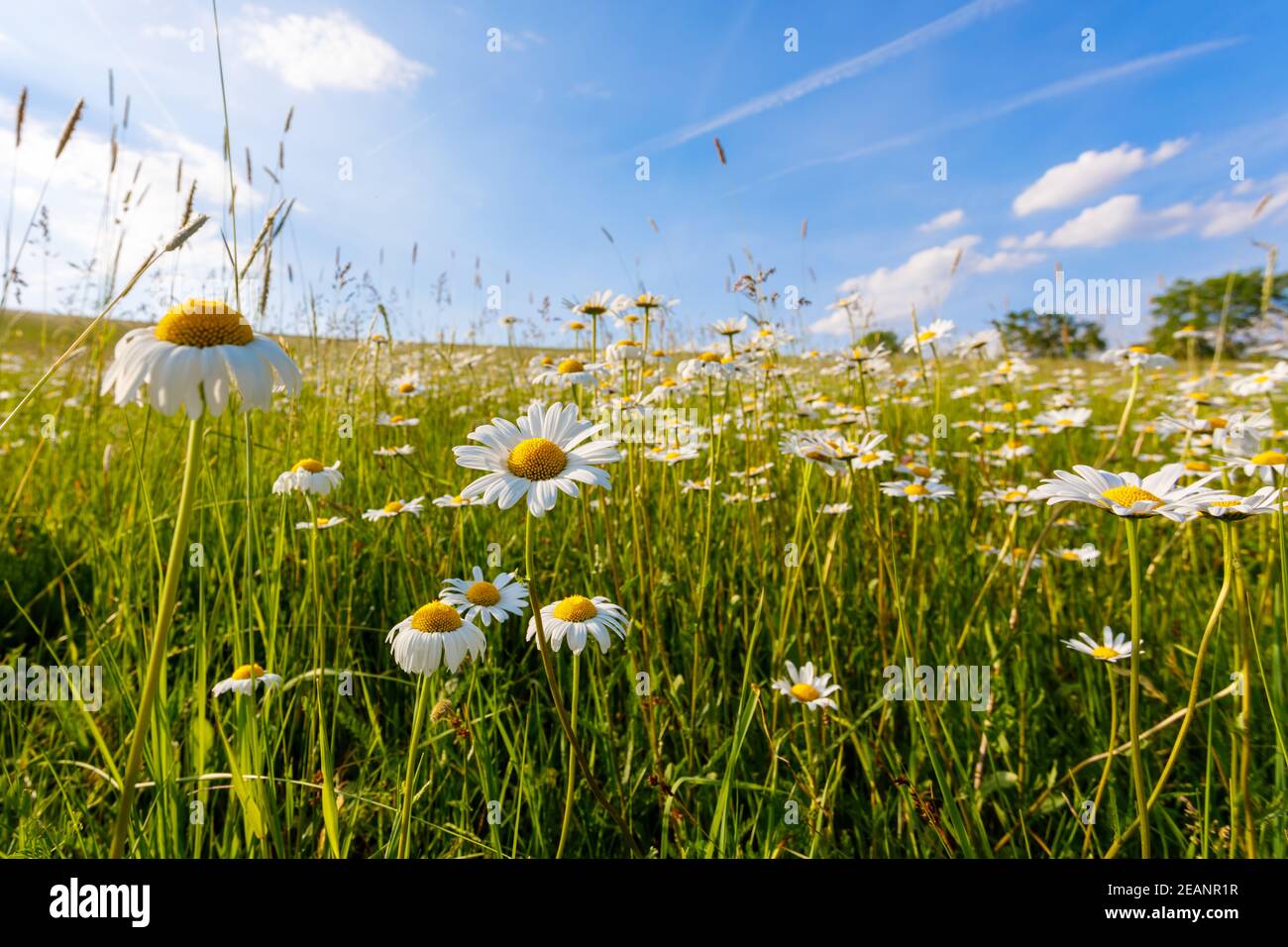 daisy flower field in spring Stock Photo - Alamy