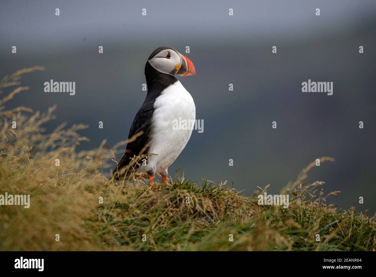 The Atlantic puffin, also known as the common puffin Stock Photo - Alamy